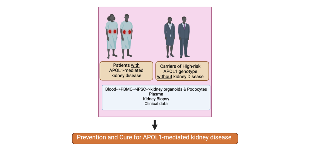 Translational Research – Olabisi Lab